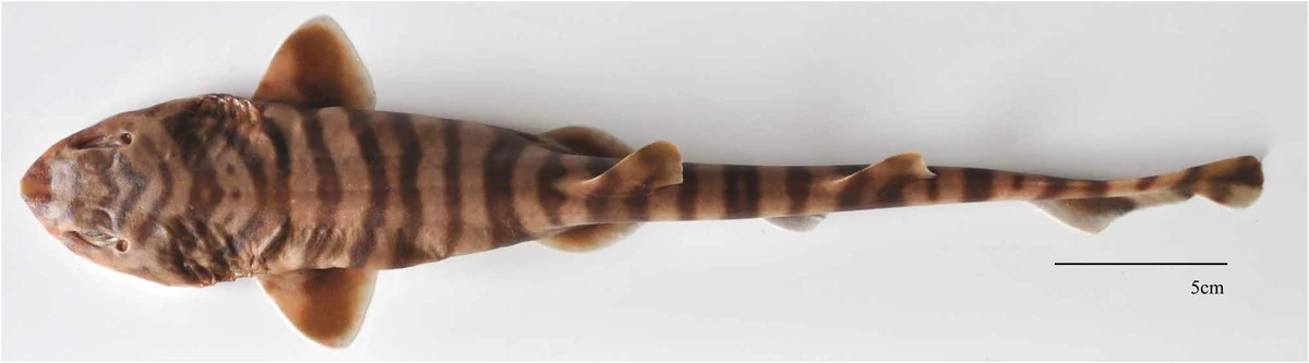 Quagga Catshark | NatureRules1 Wiki | Fandom