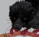 Northern Short-tailed Shrew | NatureRules1 Wiki | Fandom