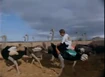 1000 Animals | NatureRules1 Wiki | Fandom