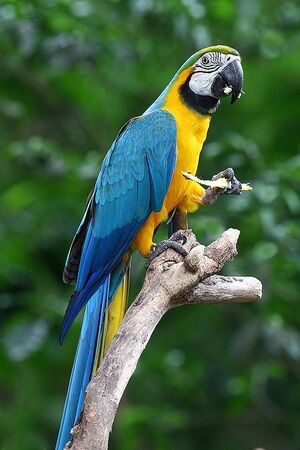 Blue and Gold Macaw NatureRules1 Wiki Fandom