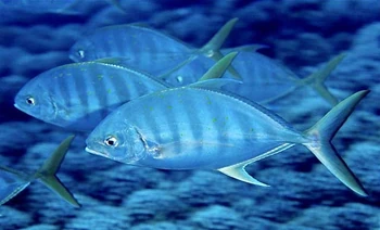 Blue Trevally | NatureRules1 Wiki | Fandom