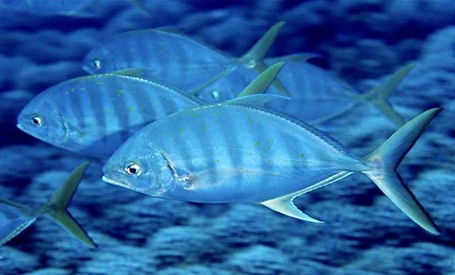 Blue Trevally | NatureRules1 Wiki | Fandom