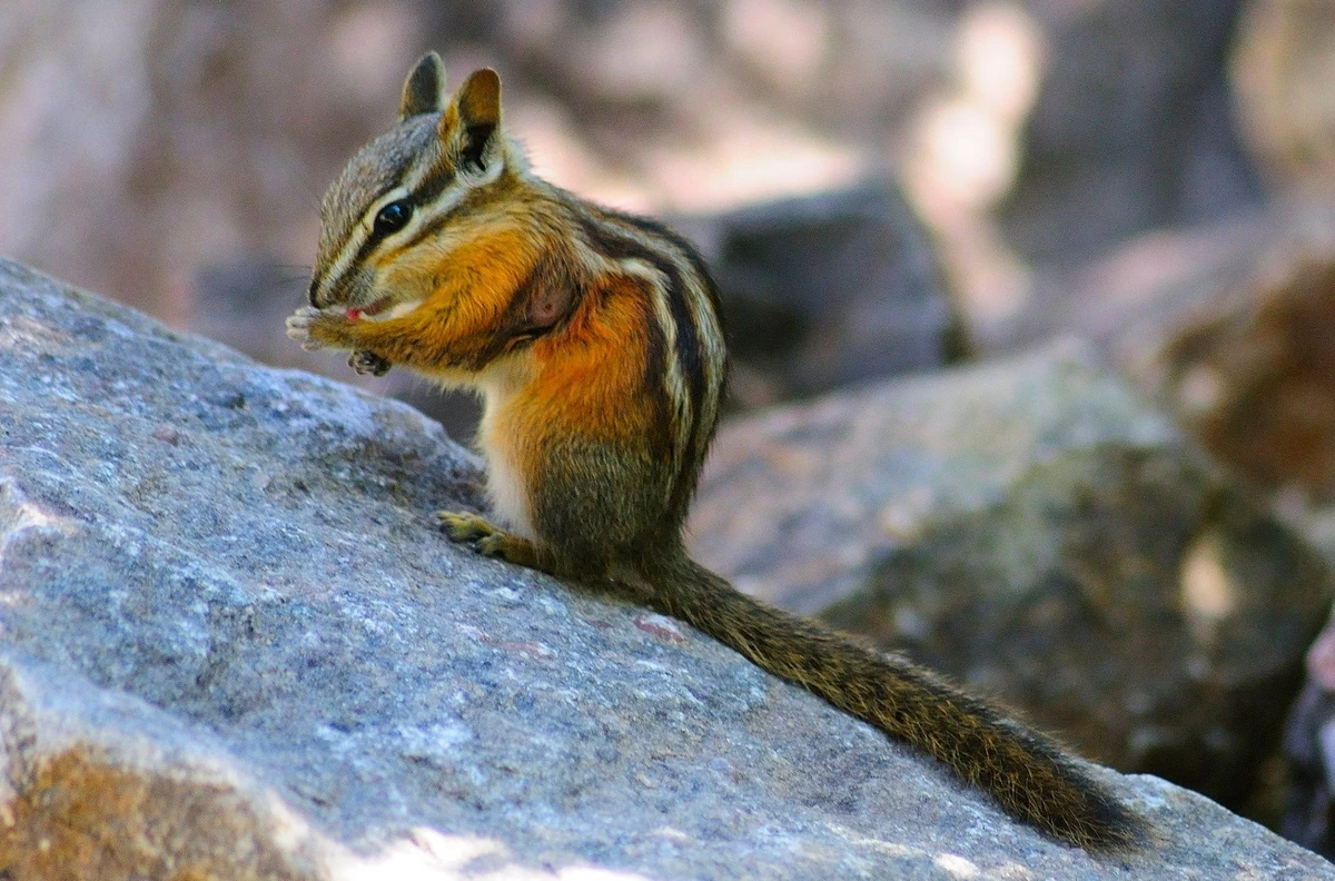 Red-tailed Chipmunk | NatureRules1 Wiki | Fandom