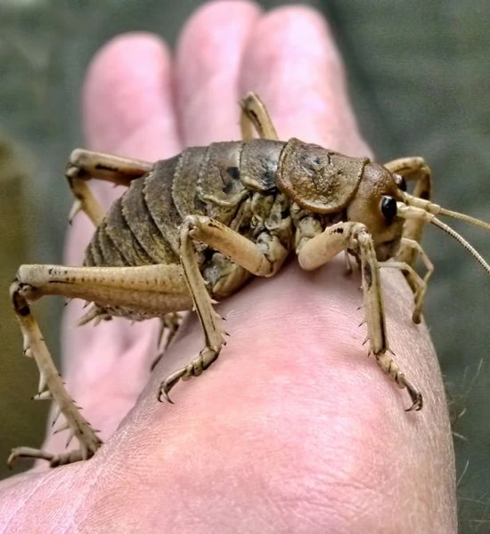 Category:Wetas | NatureRules1 Wiki | Fandom