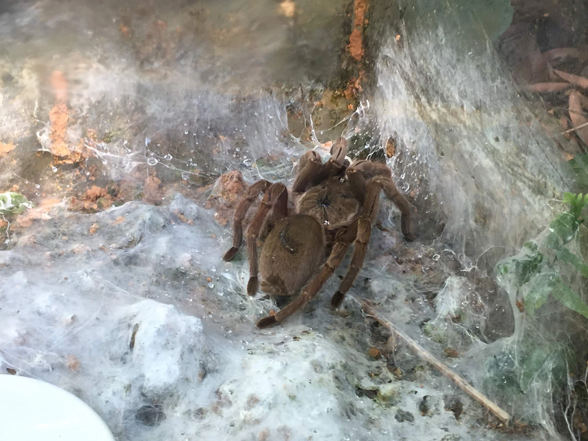 Hercules Baboon Spider | NatureRules1 Wiki | Fandom