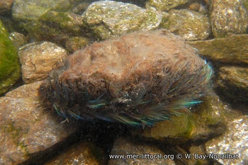 Sea Mouse | NatureRules1 Wiki | Fandom