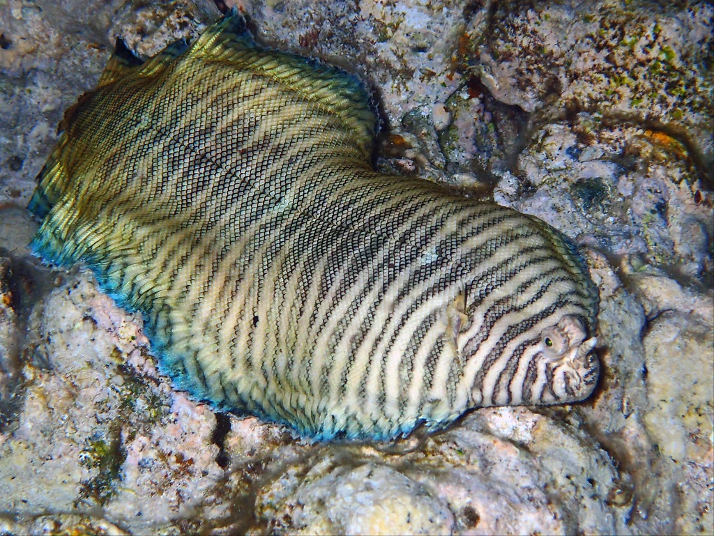 Tiger Sole | NatureRules1 Wiki | Fandom