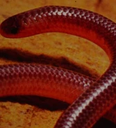 Texas Blind Snake | NatureRules1 Wiki | Fandom