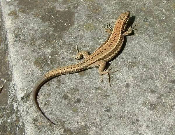 Common Wall Lizard | NatureRules1 Wiki | Fandom