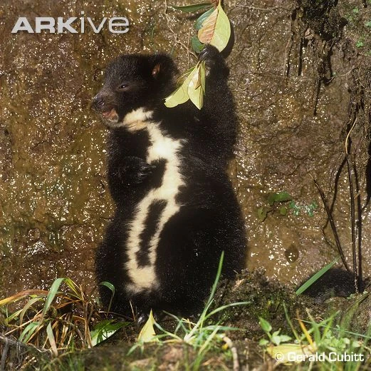 Dingiso | NatureRules1 Wiki | Fandom