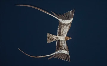 Standard Winged Nightjar Flying