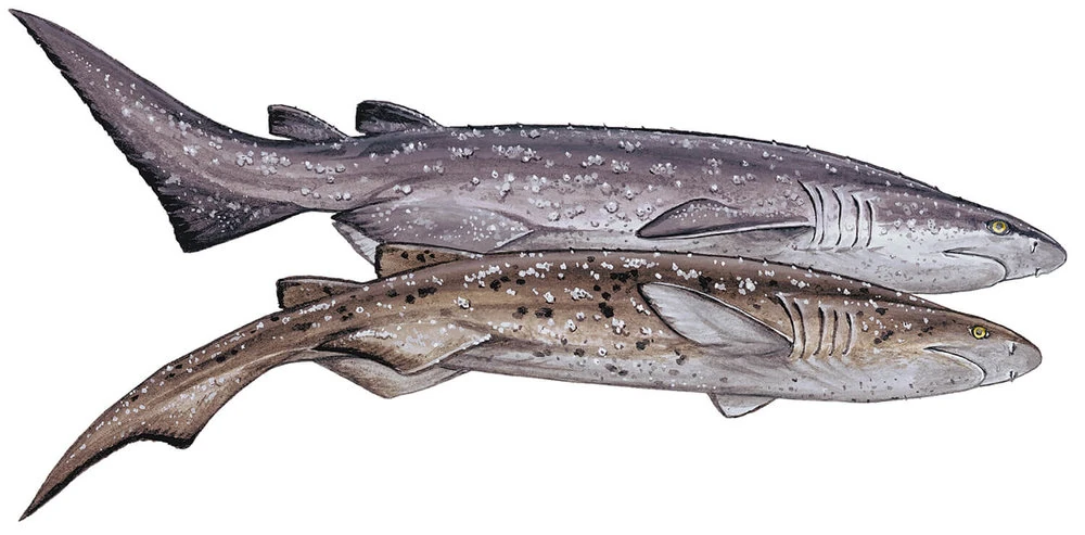 Bramble Shark | NatureRules1 Wiki | Fandom