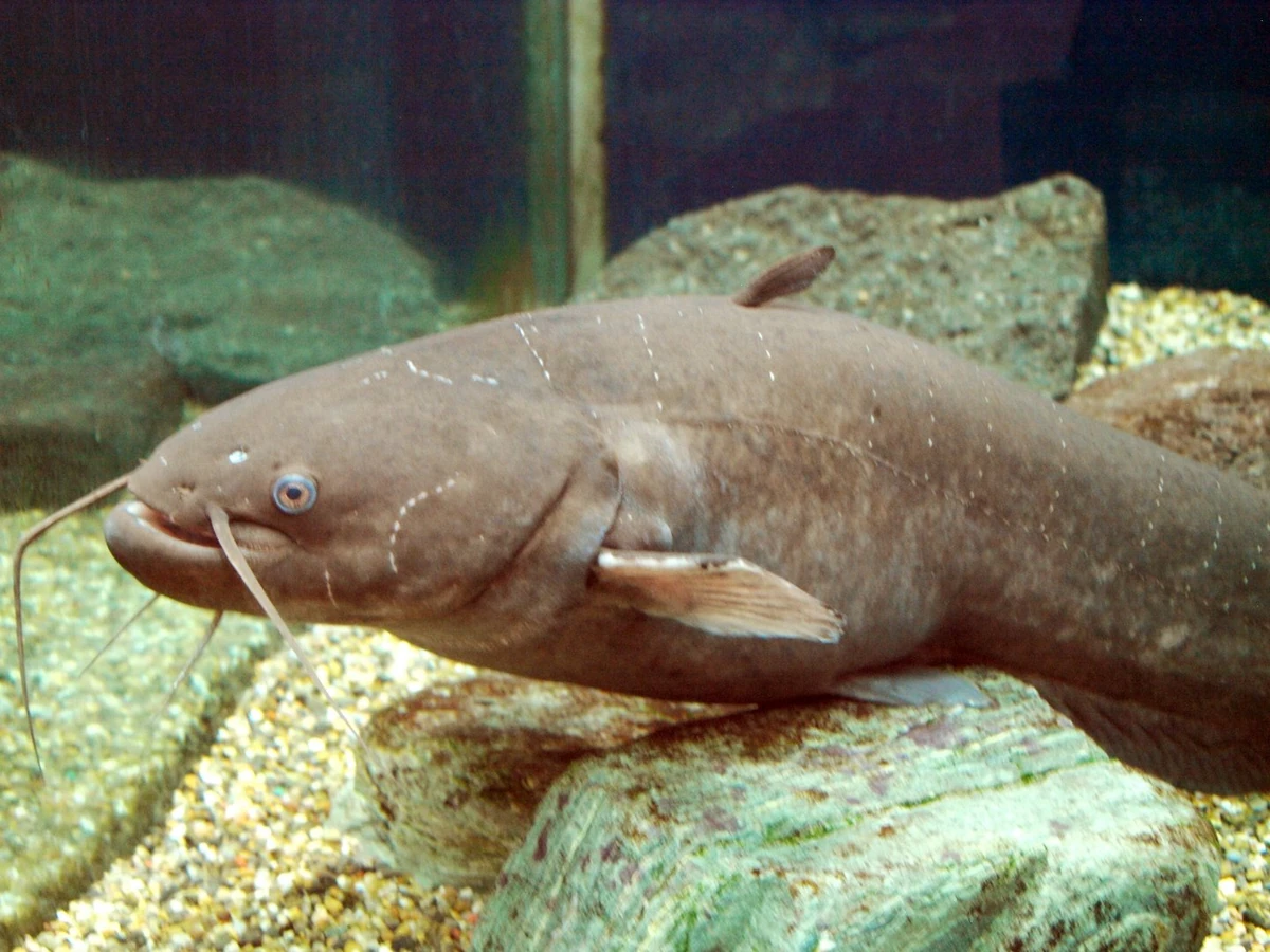 Amur Catfish | NatureRules1 Wiki | Fandom