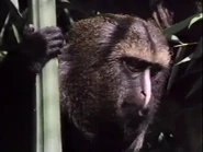 Hamlyn's Monkey | NatureRules1 Wiki | Fandom