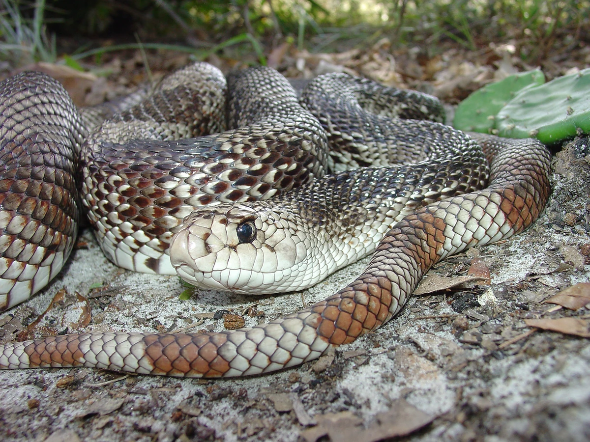 Pine Snake | NatureRules1 Wiki | Fandom