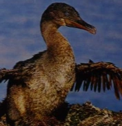 Flightless Cormorant | NatureRules1 Wiki | Fandom