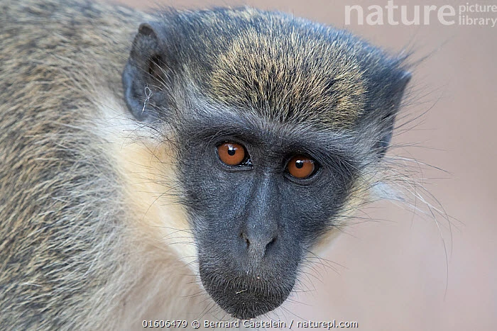 Sabaeus Monkey | NatureRules1 Wiki | Fandom