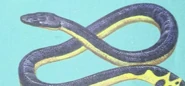 Yellow-Bellied Sea Snake | NatureRules1 Wiki | Fandom