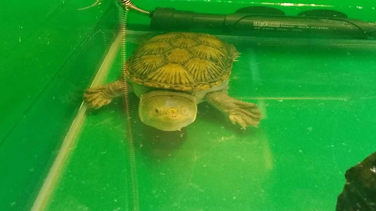 African Helmeted Turtle | NatureRules1 Wiki | Fandom