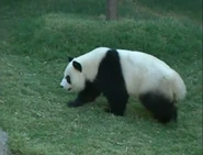 Giant Panda | NatureRules1 Wiki | Fandom