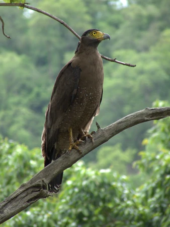 Indian Serpent Eagle
