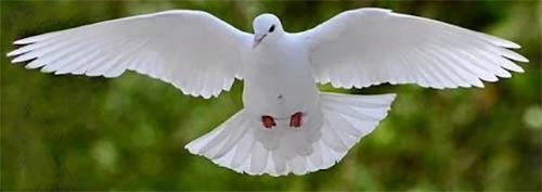 White Release Dove | NatureRules1 Wiki | Fandom