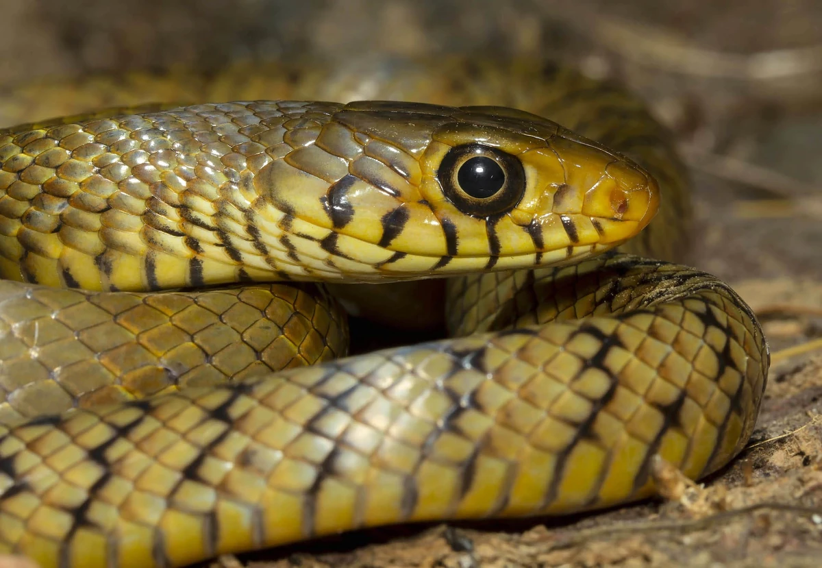 Oriental Rat Snake | NatureRules1 Wiki | Fandom