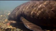 Queensland Lungfish | NatureRules1 Wiki | Fandom