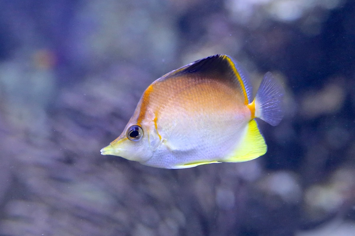 Longsnout Butterflyfish | NatureRules1 Wiki | Fandom