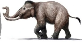 Sicilian Dwarf Elephant | NatureRules1 Wiki | Fandom