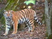 Siberian Tiger | NatureRules1 Wiki | Fandom