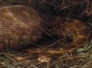 Indian Python | NatureRules1 Wiki | Fandom