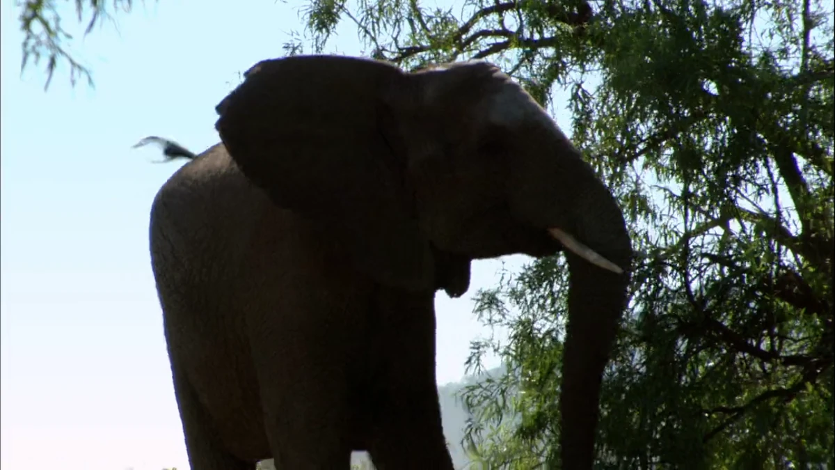 The Great Animal Search Animals Alphabet | NatureRules1 Wiki | Fandom