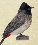 Red-vented Bulbul | NatureRules1 Wiki | Fandom