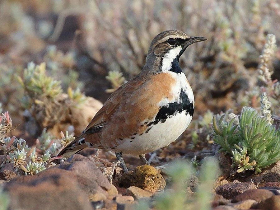 Cinnamon Quail-thrush | NatureRules1 Wiki | Fandom