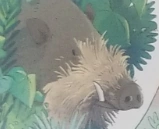 Bornean Bearded Pig | NatureRules1 Wiki | Fandom