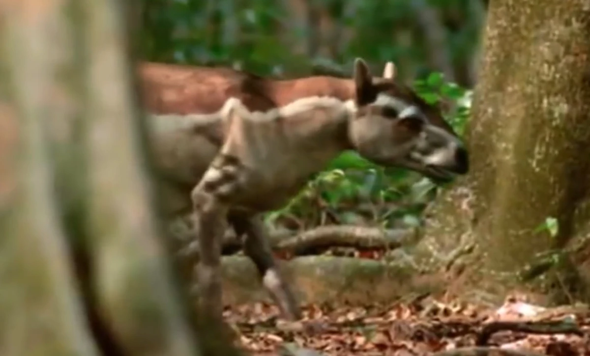 Propalaeotherium | NatureRules1 Wiki | Fandom