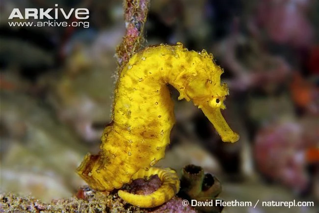 Category:Seahorses and Pipefish | NatureRules1 Wiki | Fandom
