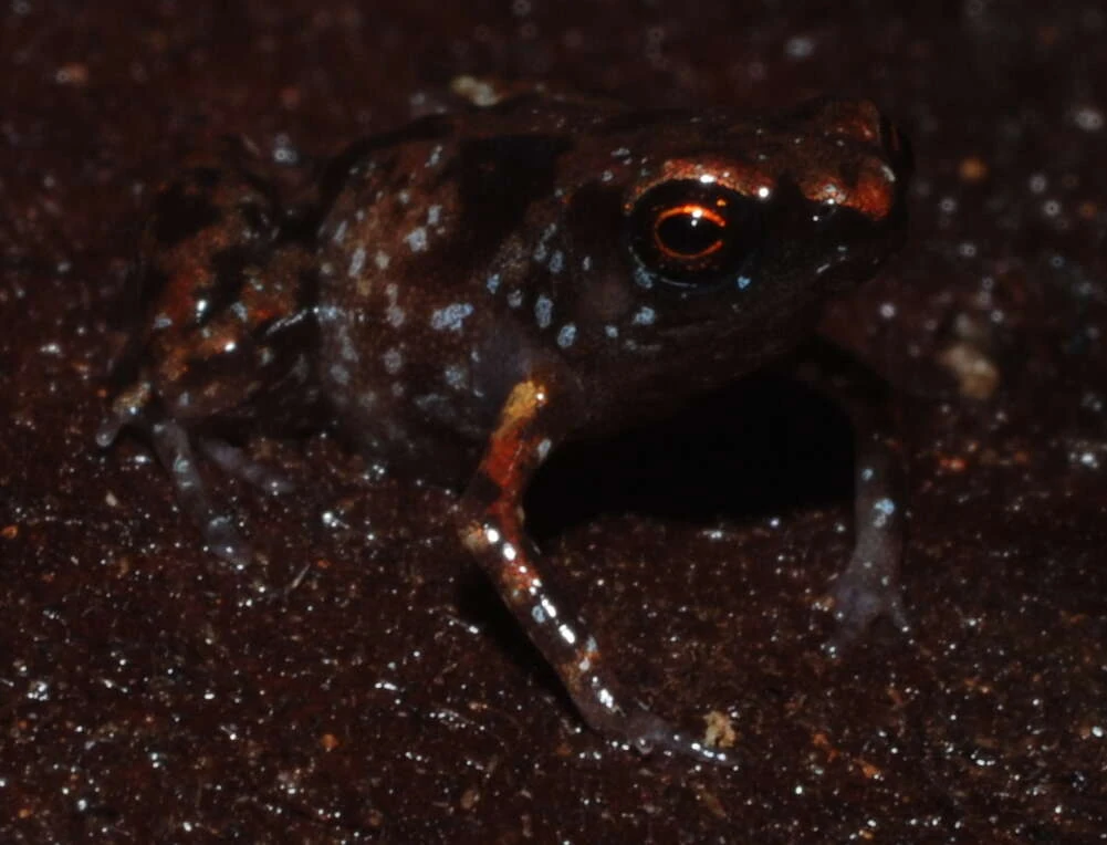 Amau Child Frog | NatureRules1 Wiki | Fandom