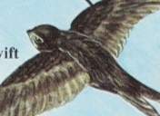 Common Swift | NatureRules1 Wiki | Fandom