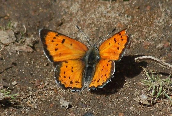 Lustrous Copper | NatureRules1 Wiki | Fandom