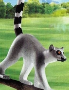 Ring-tailed Lemur | NatureRules1 Wiki | Fandom