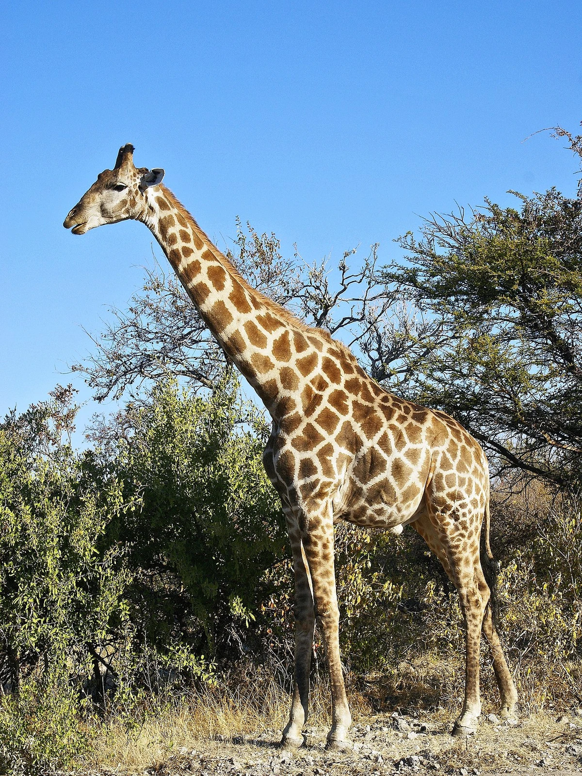 Angolan Giraffe | NatureRules1 Wiki | Fandom