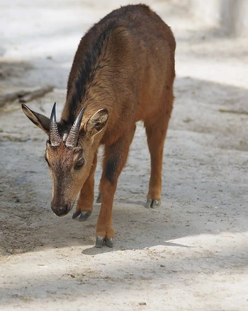 Red Goral | NatureRules1 Wiki | Fandom