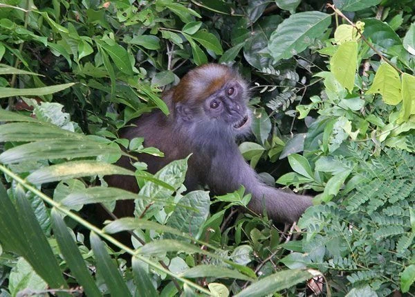 Olive Colobus | NatureRules1 Wiki | Fandom