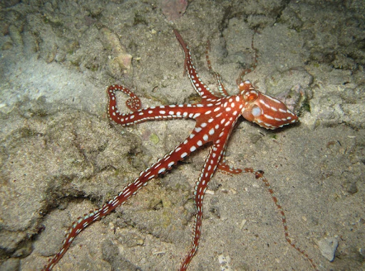 Atlantic White-Spotted Octopus | NatureRules1 Wiki | Fandom
