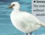 Snowy Sheathbill | NatureRules1 Wiki | Fandom