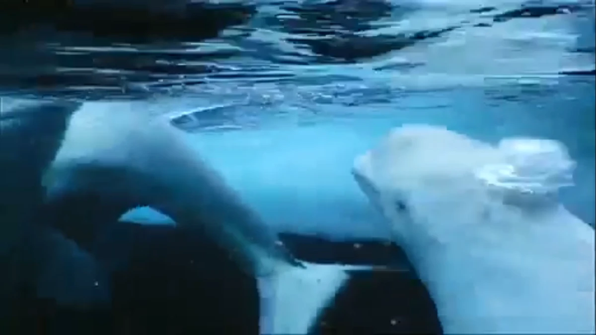 Nature Company Discoveries Libraries Under the Sea | NatureRules1 Wiki ...