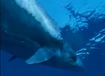 Ocean Life Dictionary Animals Alphabet | NatureRules1 Wiki | Fandom