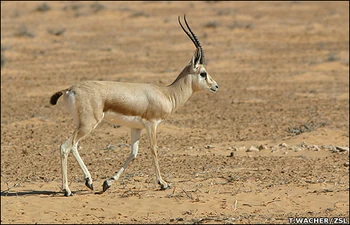 Rhim Gazelle | NatureRules1 Wiki | Fandom